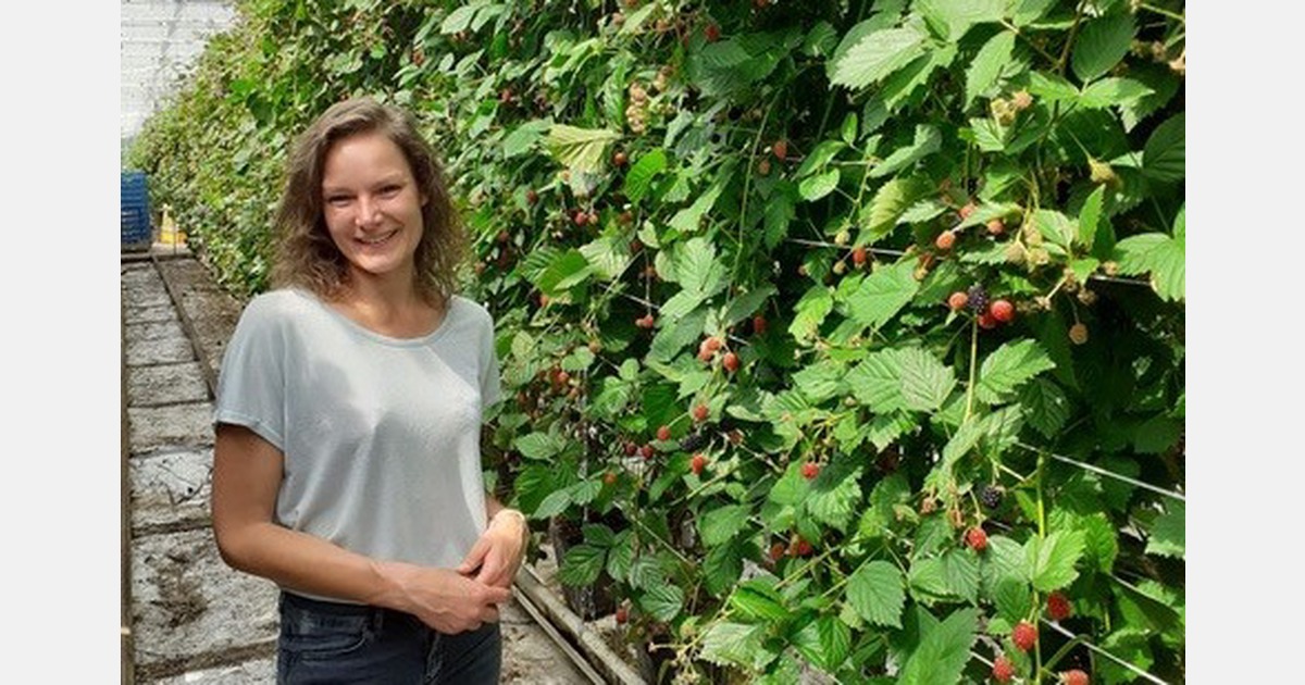 Miss Berry is op zoek naar klasse III zachtfruit