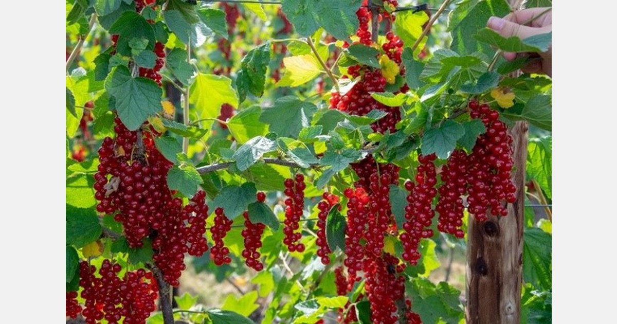 Exclusieve rassen rode bessen voor telers