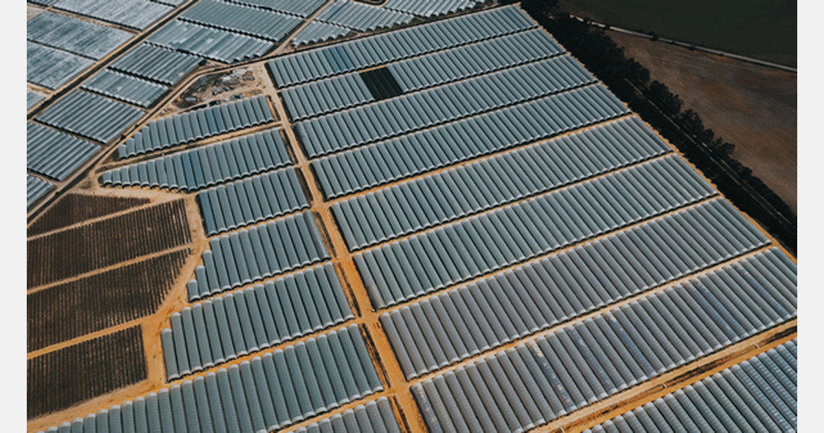 “We verwachten dit jaar voor het eerst jaarrond blauwe bessen te ...