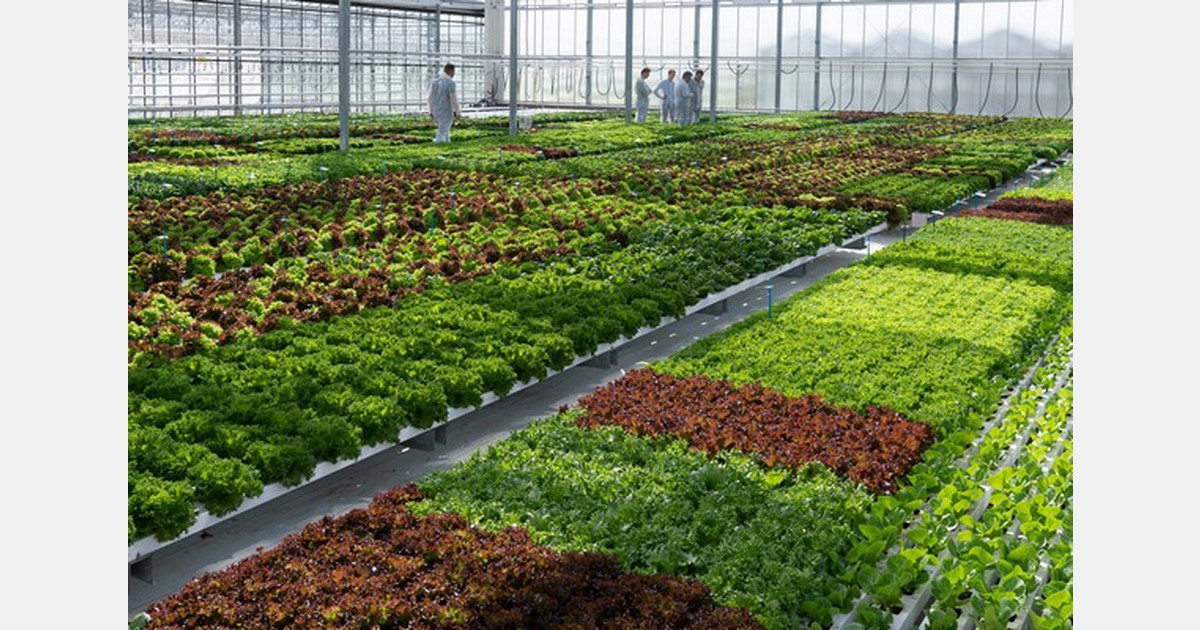 BASF Vegetable Seeds organiseert vijf demo's van Nunhems