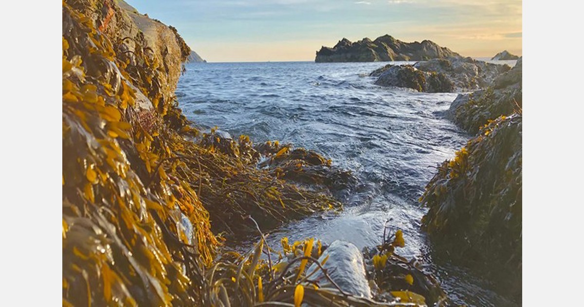 Colruyt Group zet zeewier in voor gezonde bodem