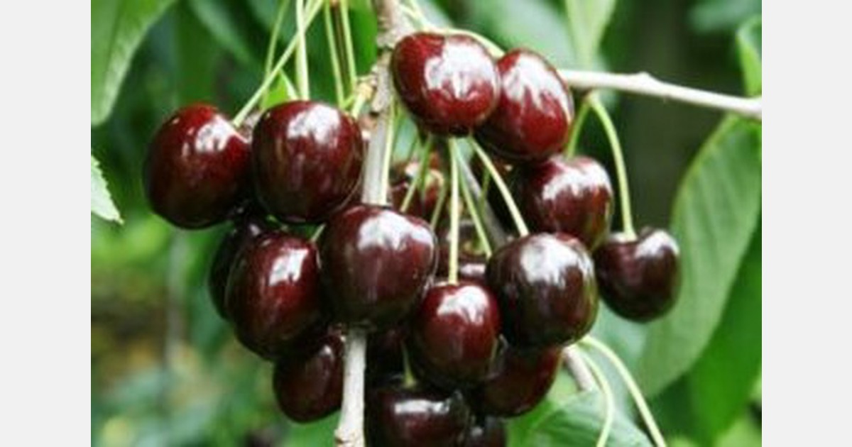 Veel verschil in verwachte kersenopbrengsten