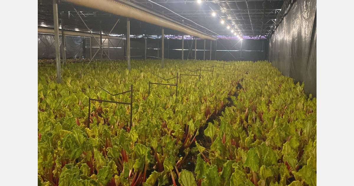 Rabarber uit de kas: Redelijke prijzen, klein aanbod