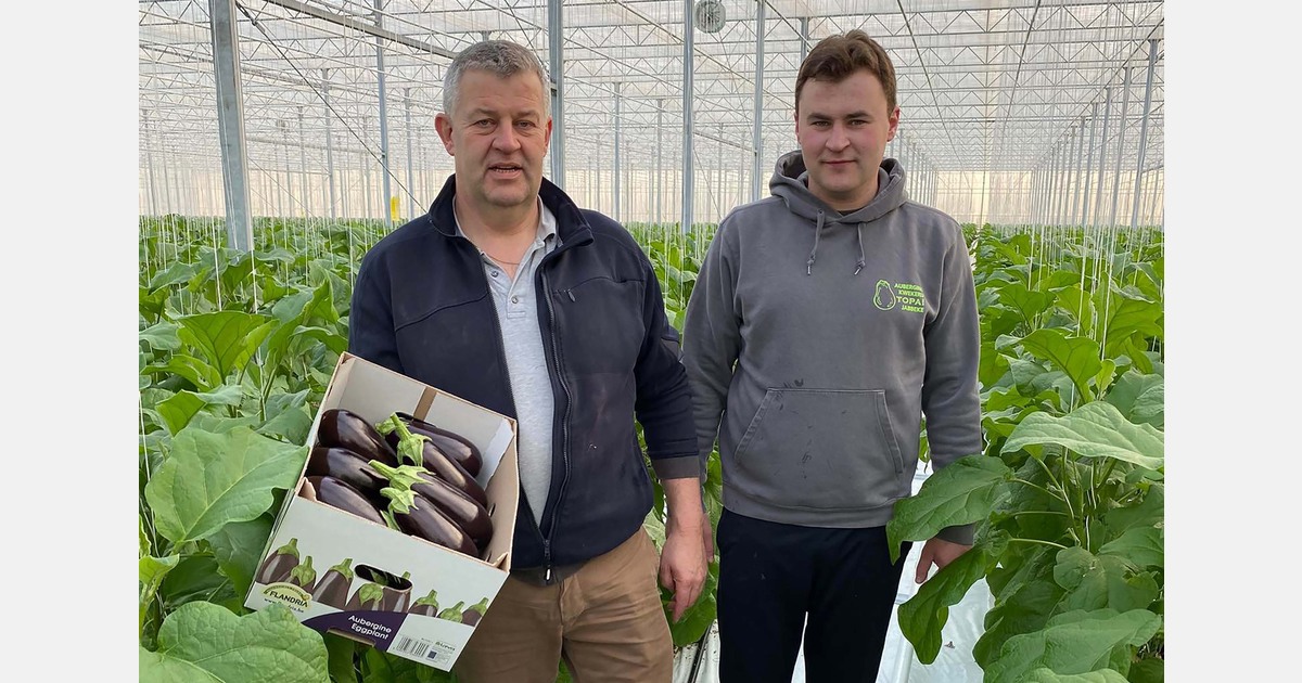Eerste Belgische aubergines van 2025 geveild bij BelOrta