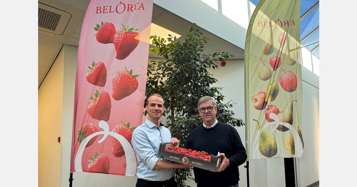 Vader en zoon leveren eerste aardbeien, elk vanuit eigen bedrijf