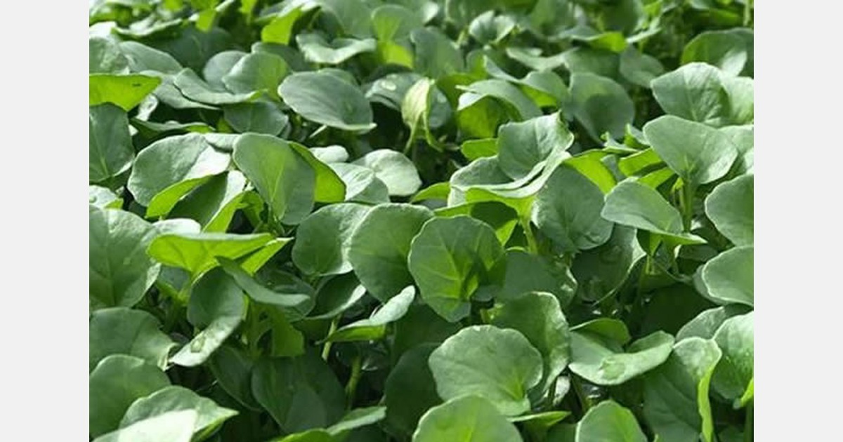 Waterkers uitgeroepen tot gezondste groente ter wereld