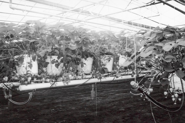 Uit de oude doos: Belgische Fruitveiling St. Truiden stapt gestaag over ...