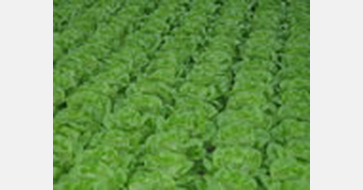 Teelt van kassla vraagt om aanpassingen