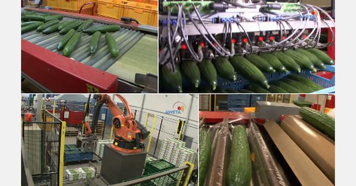 Inpakrobots kasgroenten: automatisering en onderscheid