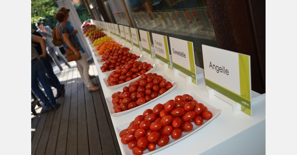 Syngenta toont nieuwe snacktomaten