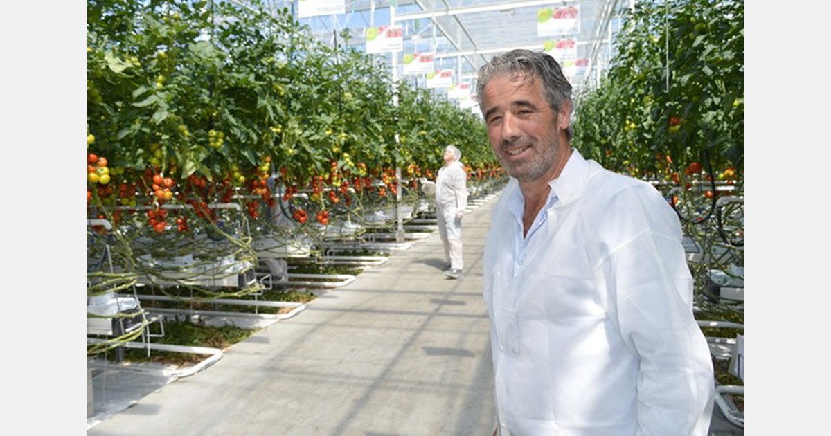 Laatste nieuws vanuit de open dag Rijk Zwaan - tomaat