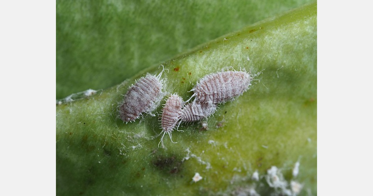 Wat is wolluis en hoe bestrijdt je het?