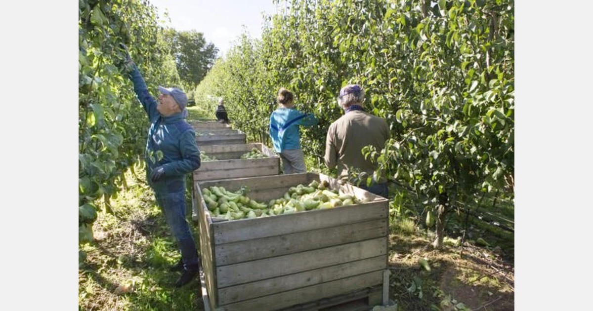 "Maatwerkoplossing hoge WW-premie seizoensarbeid noodzakelijk"