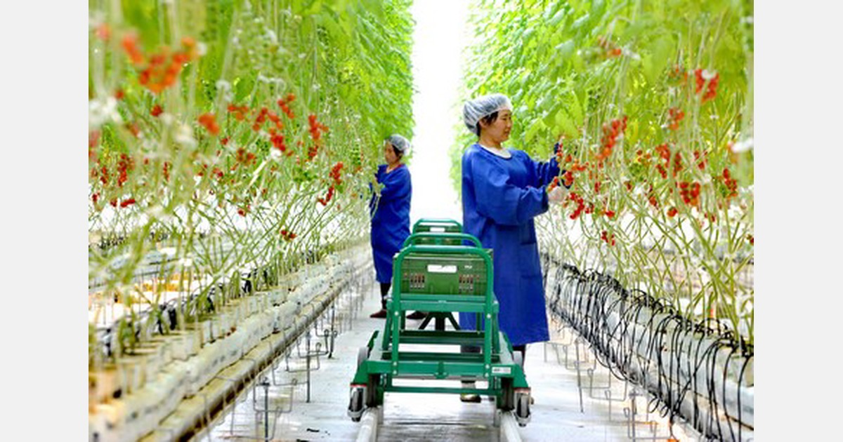 Past een Venlo-kas in de Chinese teelt?