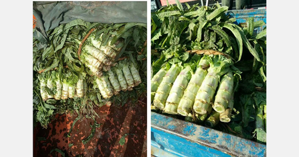 Problemen met Chinese sla in Zuid-China