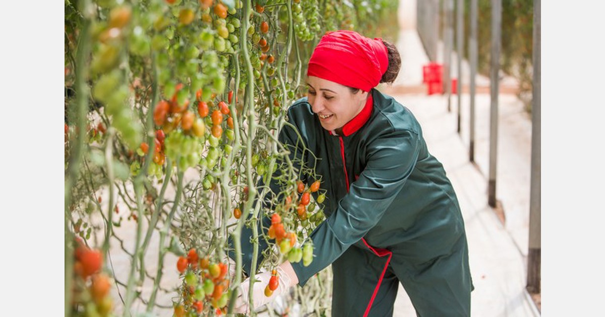 Marokkaanse tomatenteler komt met nieuwe rassen snacktomaten
