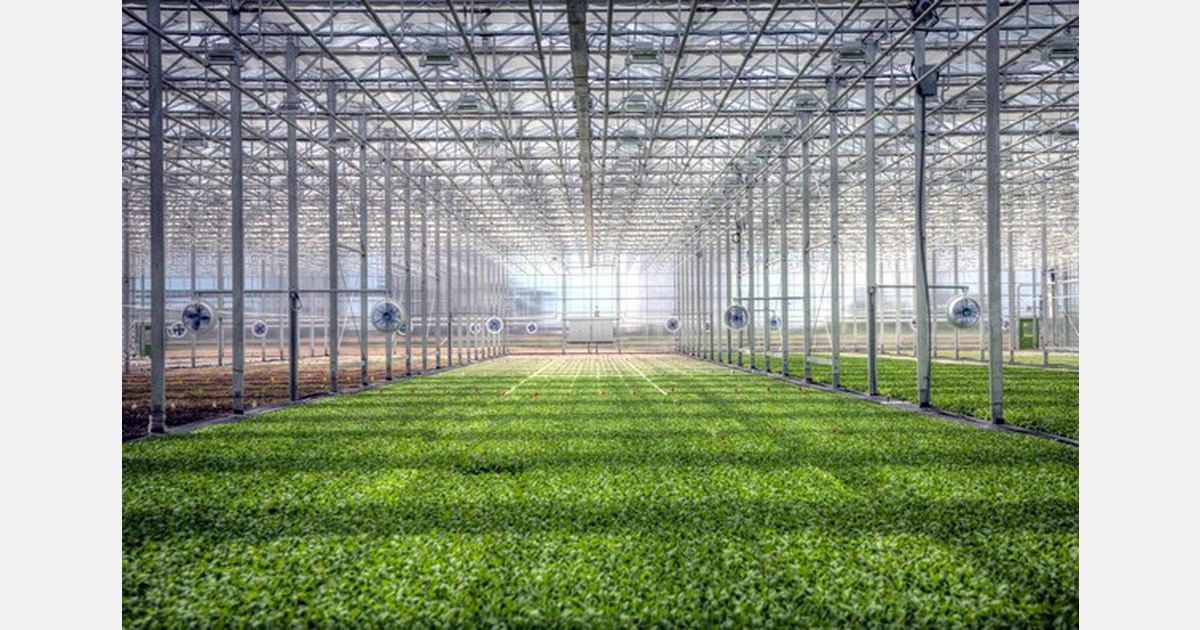 Vier nieuwe teeltlocaties voor kassla in VS