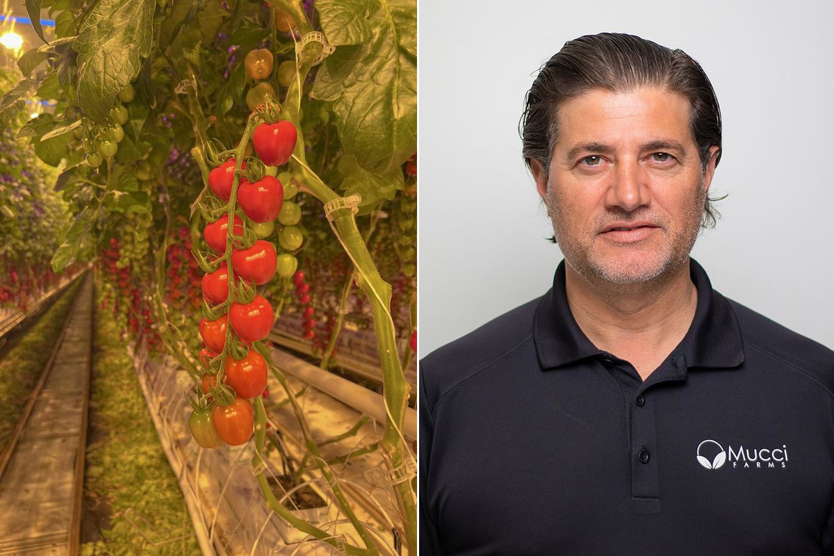 "Dit tomatenras slaat aan bij de retail"