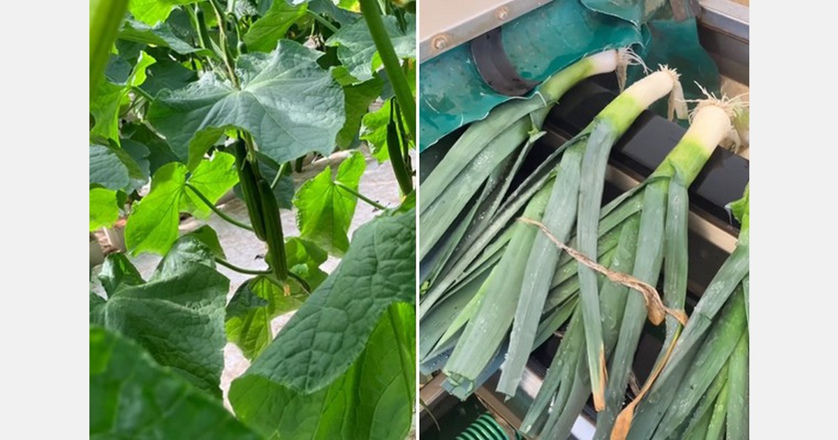 "Prijzen komkommer liggen 30 procent onder het niveau van vorig jaar"