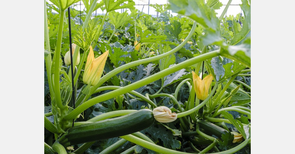 Komkommer- en courgetteprijs fors lager in Almería