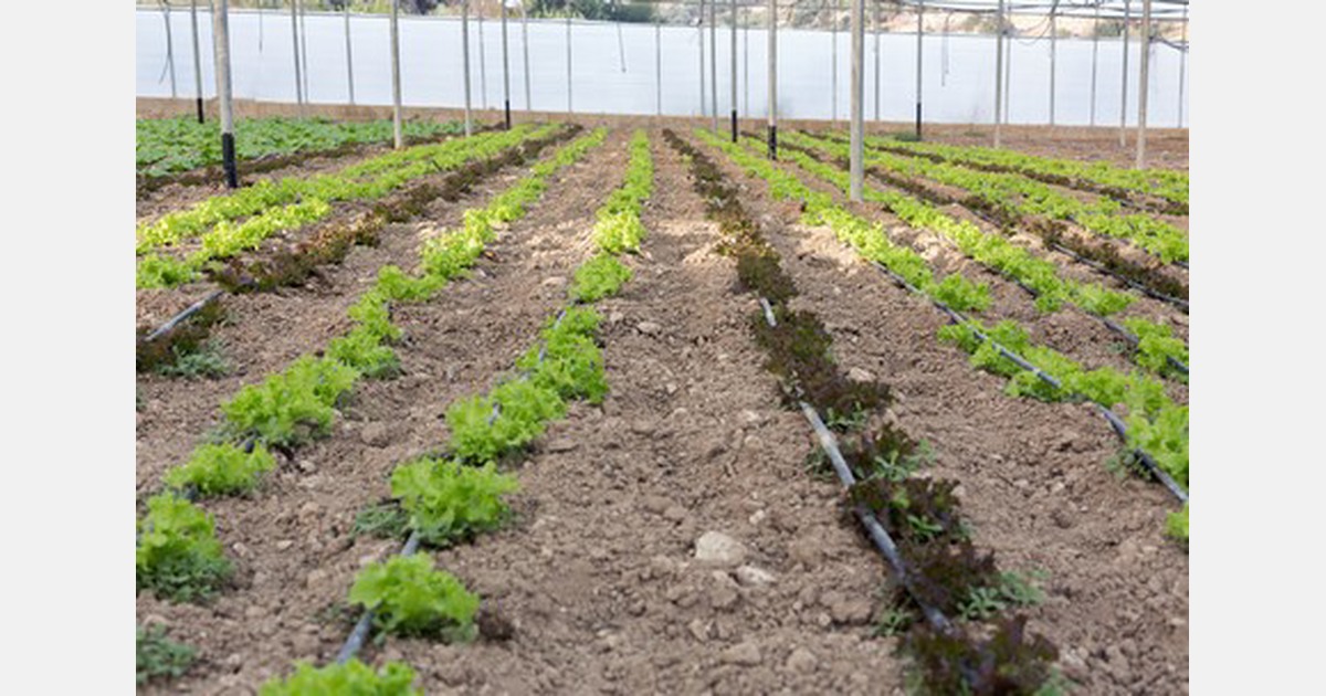 "Ik heb nog nooit gezien dat prijzen Batavia-sla zo lang zo hoog bleven"