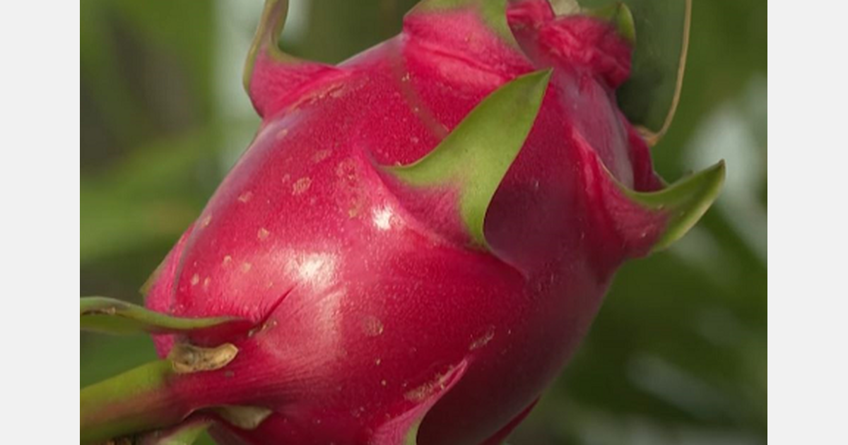 Tropisch fruit uit Zuid-Franse kas