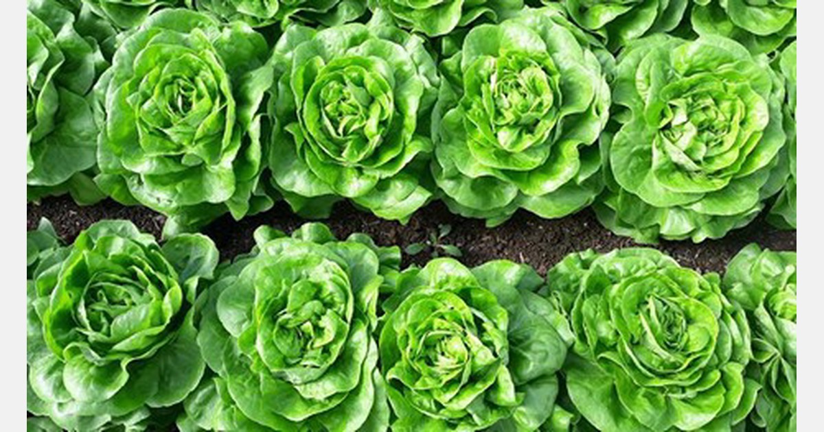 Fusariumvondst in Ierse kassla