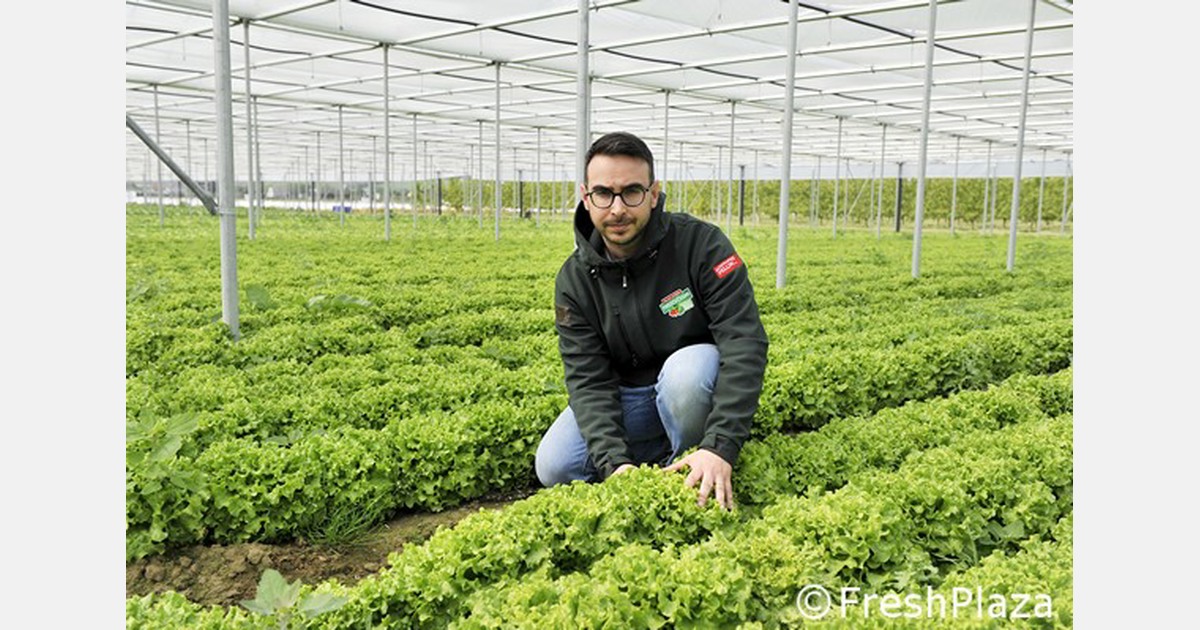 Teelt uit kas zorgt voor vroege oogst sla uit Romagna