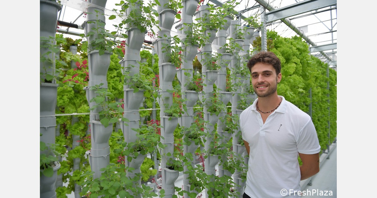 Verticale teelt in een kas in Forlì