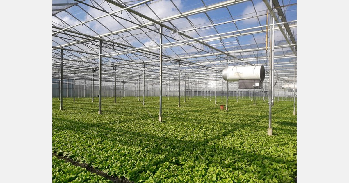 Kropslateler Jan de Winter teelt weer de hele zomer door