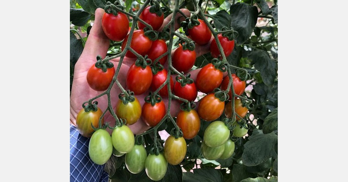 BASF Vegetable Seeds met ToBRFV intermediair resistent tomatenras op de ...
