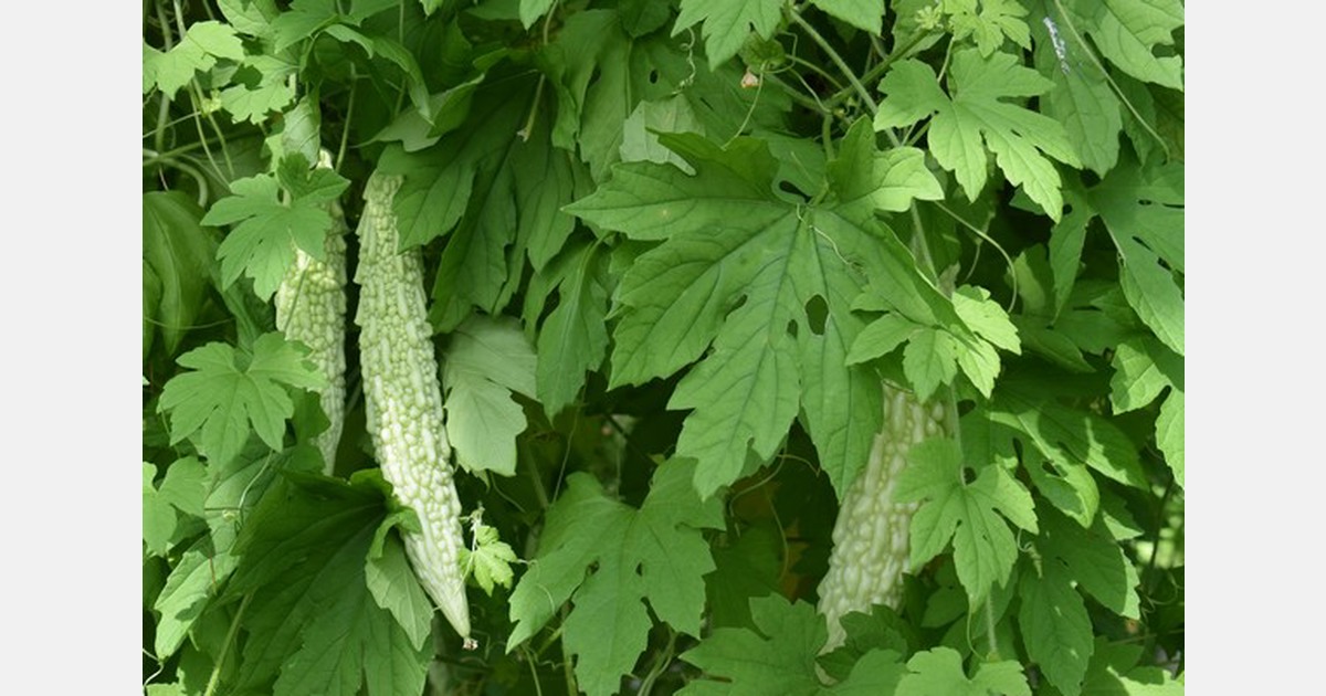 Sopropo, een niche groente met een eigen festival