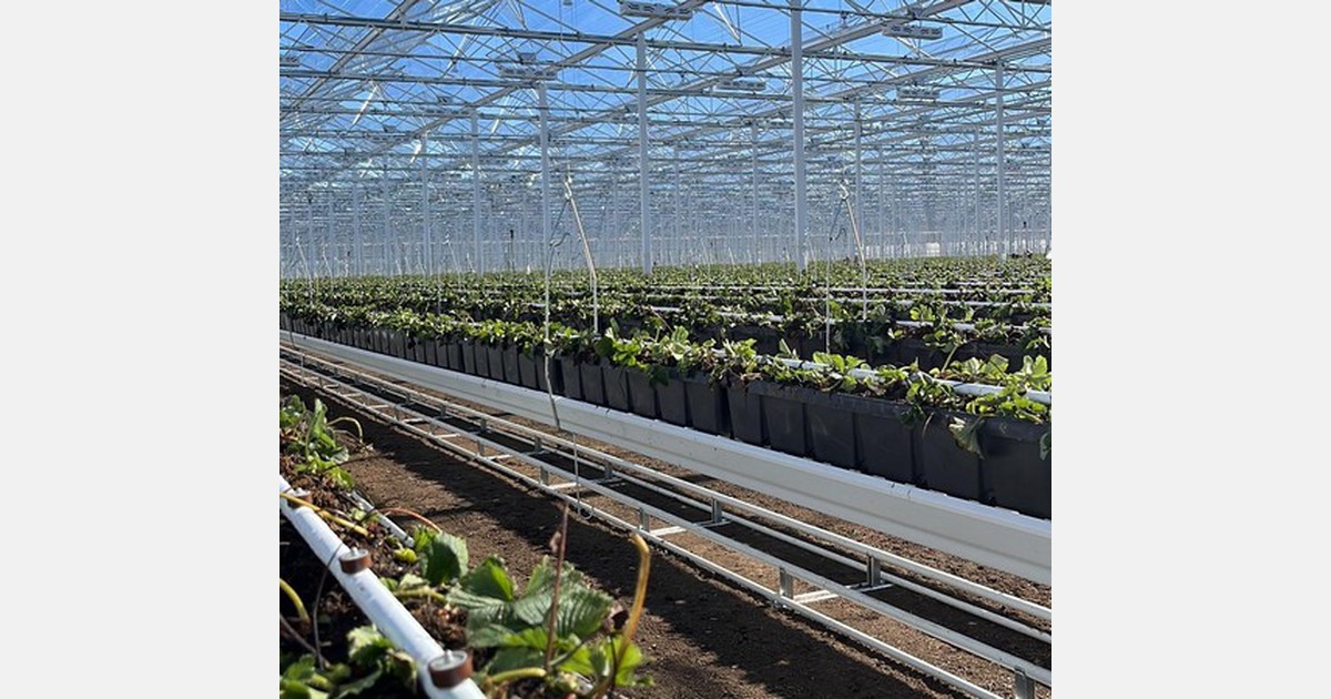 Aardbeienteler heeft kas op tijd klaar voor belichte winterteelt: “Zo’n ...