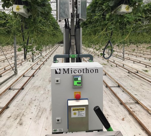 UV-C-robot bestrijdt ook meeldauw in stekkenteelt aardbei