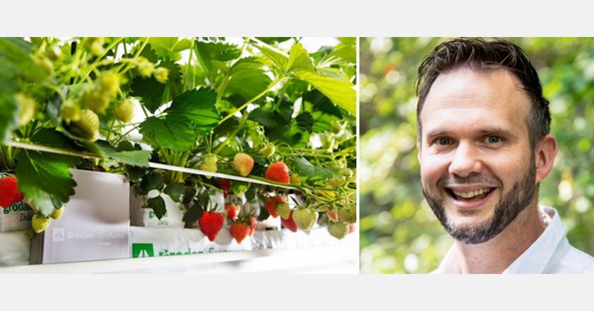 Op weg naar stuurbare aardbeienteelt