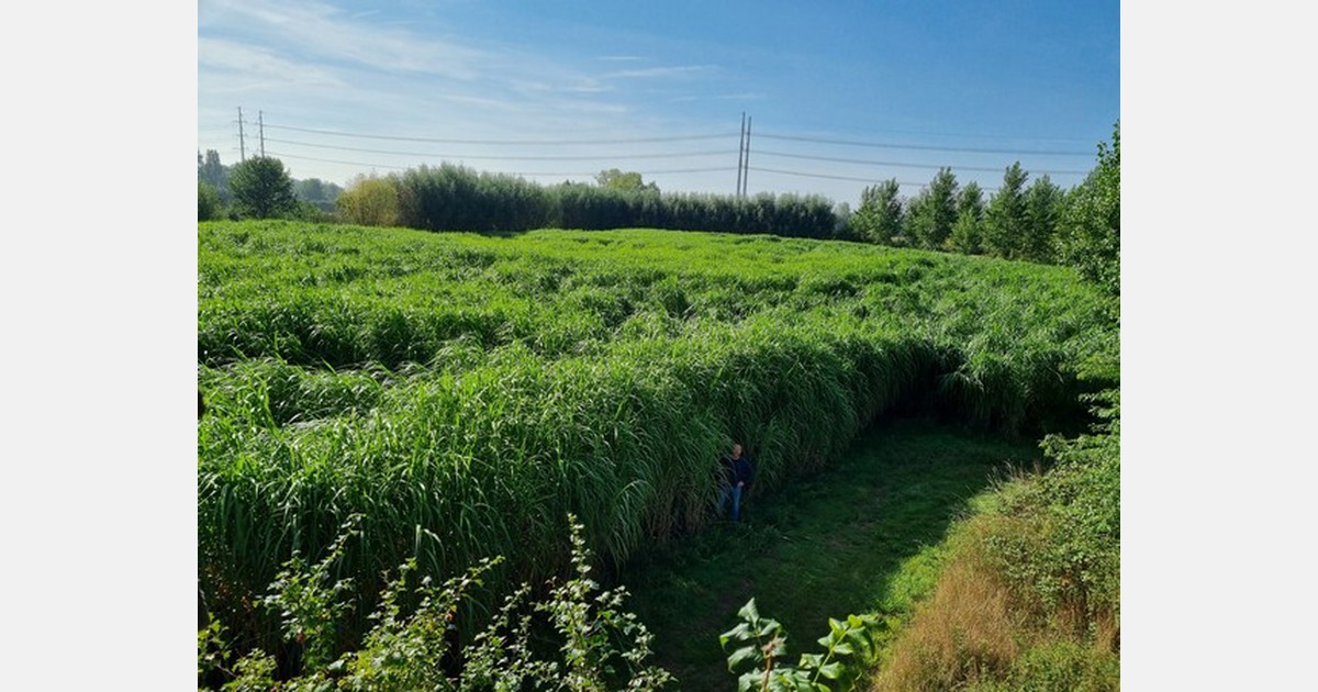 Carbon credits gekocht voor 'supergewas' olifantsgras: opslag 500 ton ...
