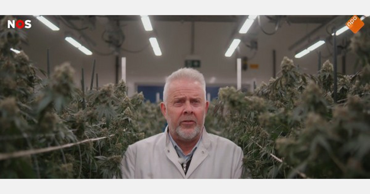 Teler klaar voor verkoop legale wiet, maar collega's in experiment nog niet
