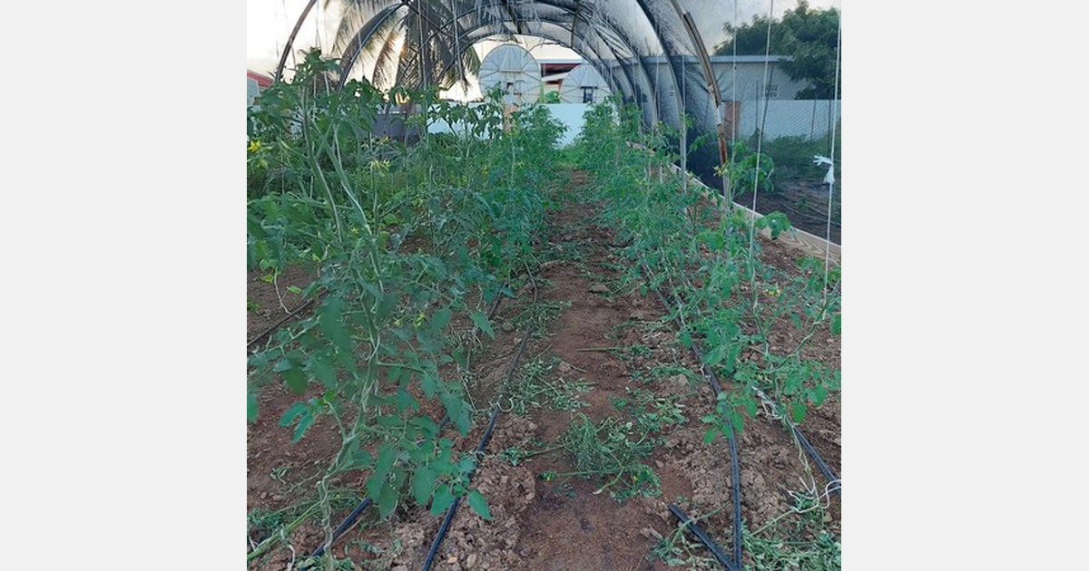 Máxima was in de kas bij Koolman Family Farm