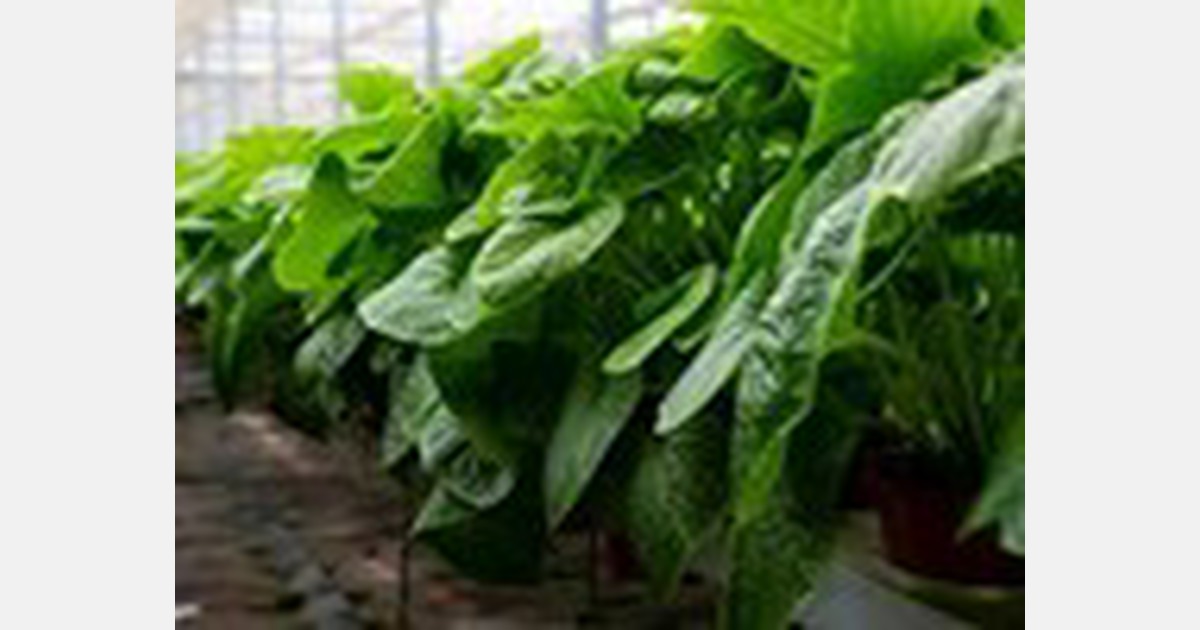 “We hebben bewezen dat wasabi een rendabele teelt is”