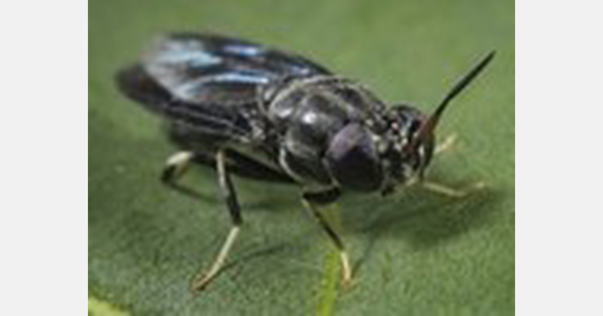 West-Vlaanderen meest actief in insectenteelt