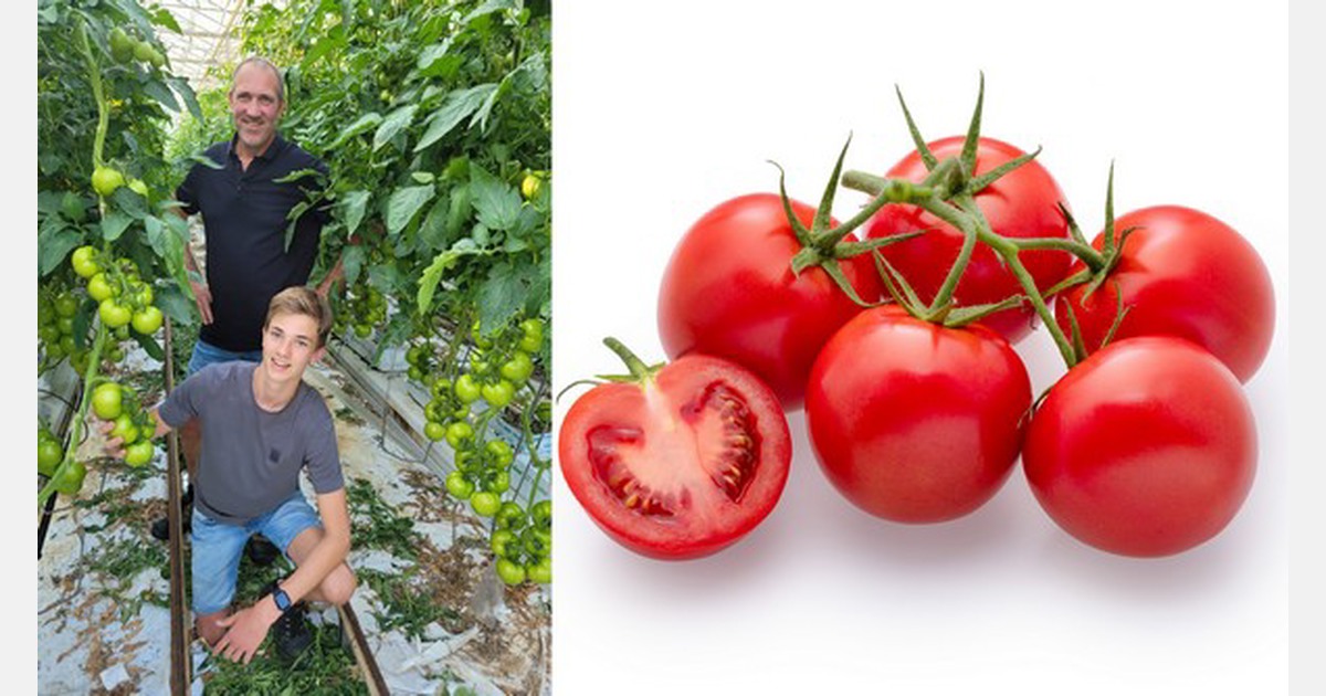 “De oogst moet nog plaatsvinden, maar het ziet er veelbelovend uit”