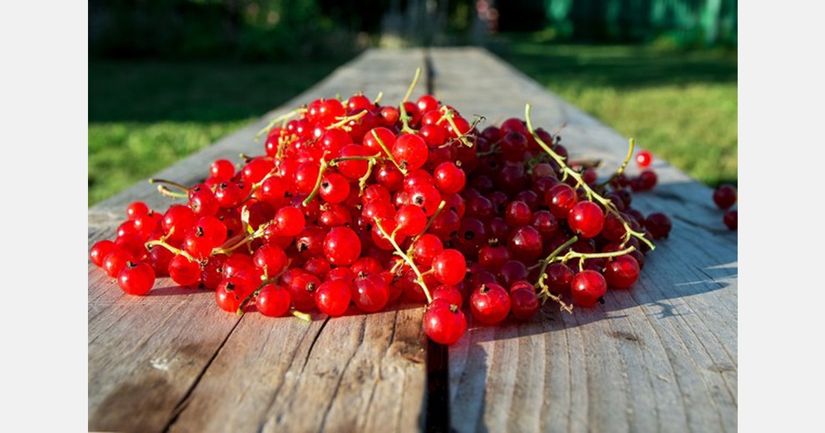 “Markt voor rode bessen groeit”
