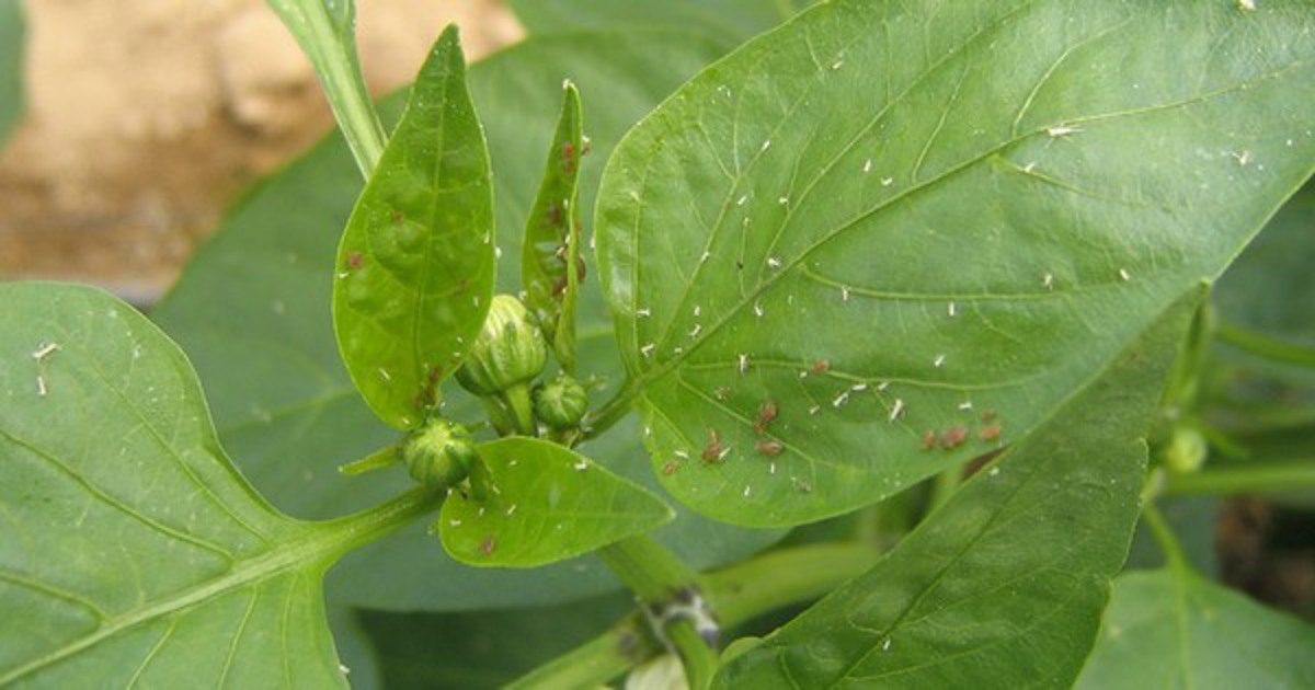 Veelzijdige biologische aanpak nodig bij bestrijding nieuwe bladluis in ...