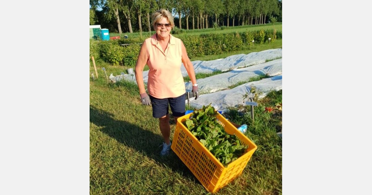 Kratten vol onbespoten groente van Voedseltuin naar Voedselbank