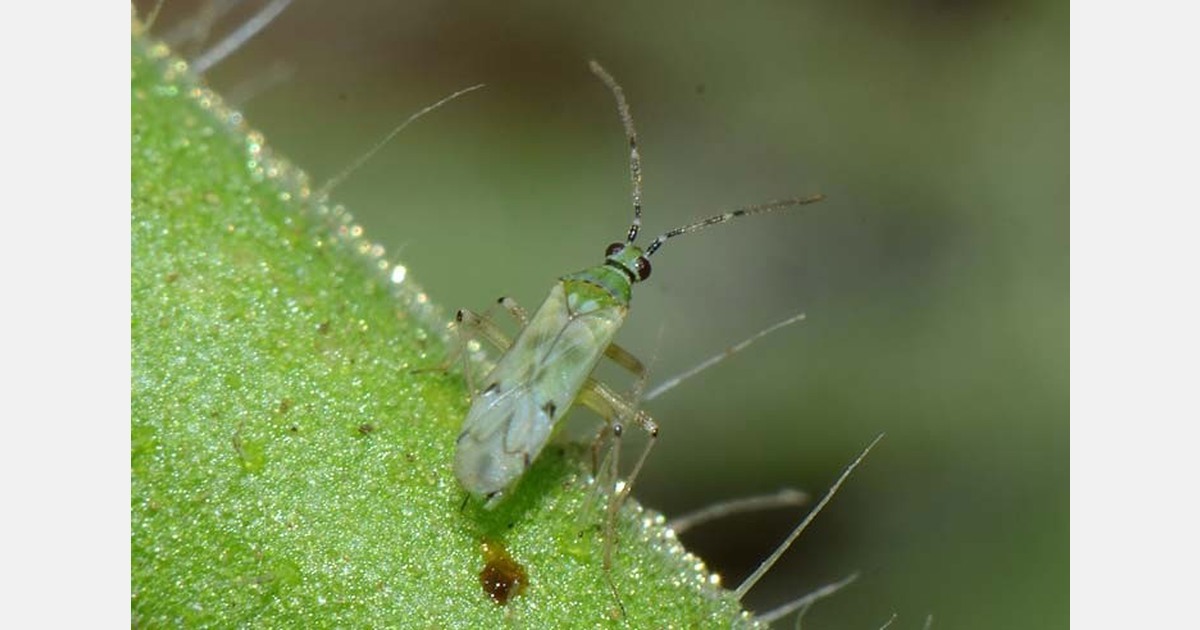 Update van vier jaar onderzoek naar Nesidiocoris