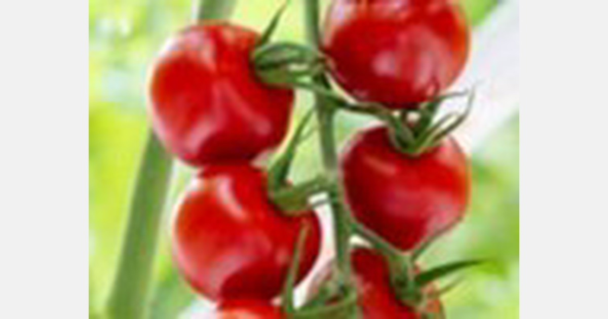 Bayer Vegetable Seeds introduceert zes nieuwe rassen