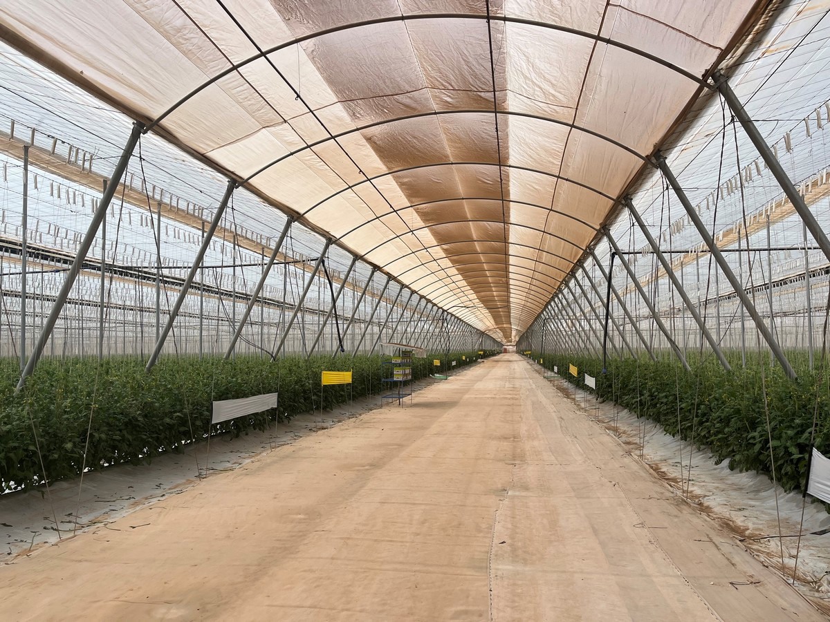 Canarische kas met hightech inrichting blauwdruk voor groei Marokkaanse ...