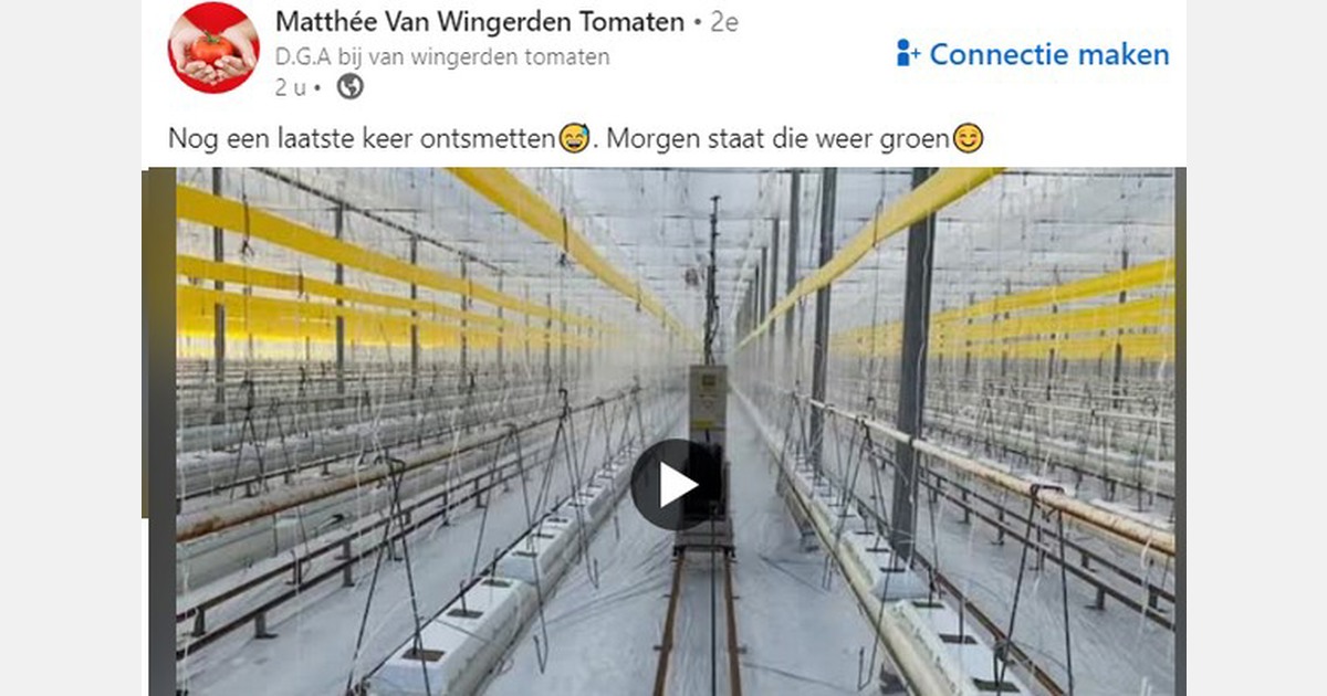 Matthée Van Wingerden Tomaten