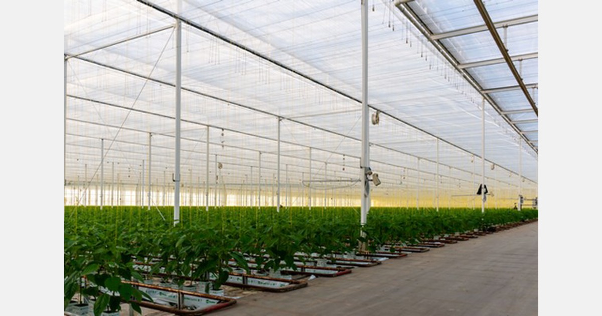 Tweede energiedoek voor Rainbow Growers