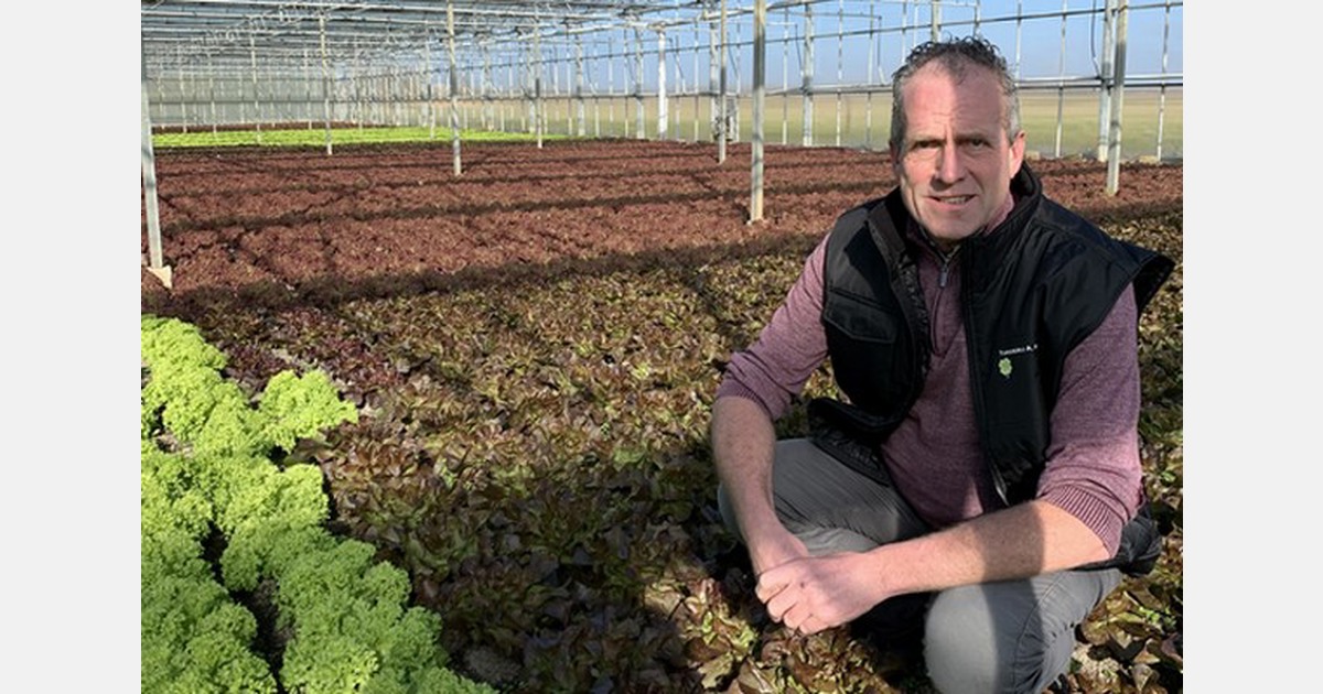 Slateelt in kas divers: qua teelt én in afzet